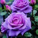Rare Purple Rose Seeds – 20pcs Deep Purple Blooms, Easy to Grow, Non ...
