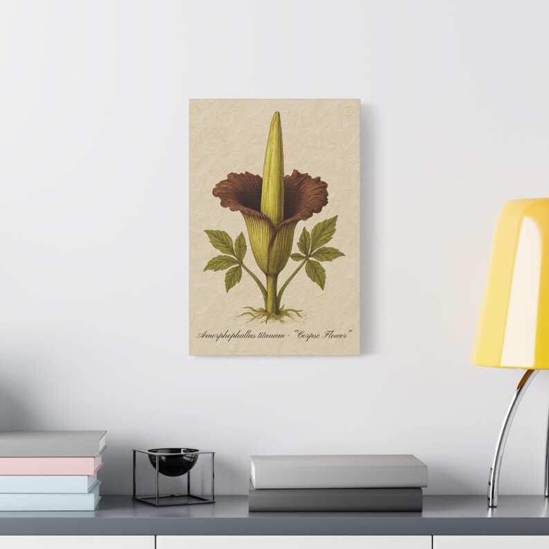 Antique Corpse Flower Canvas Print: Vintage Botanical Wall Art - Etsy
