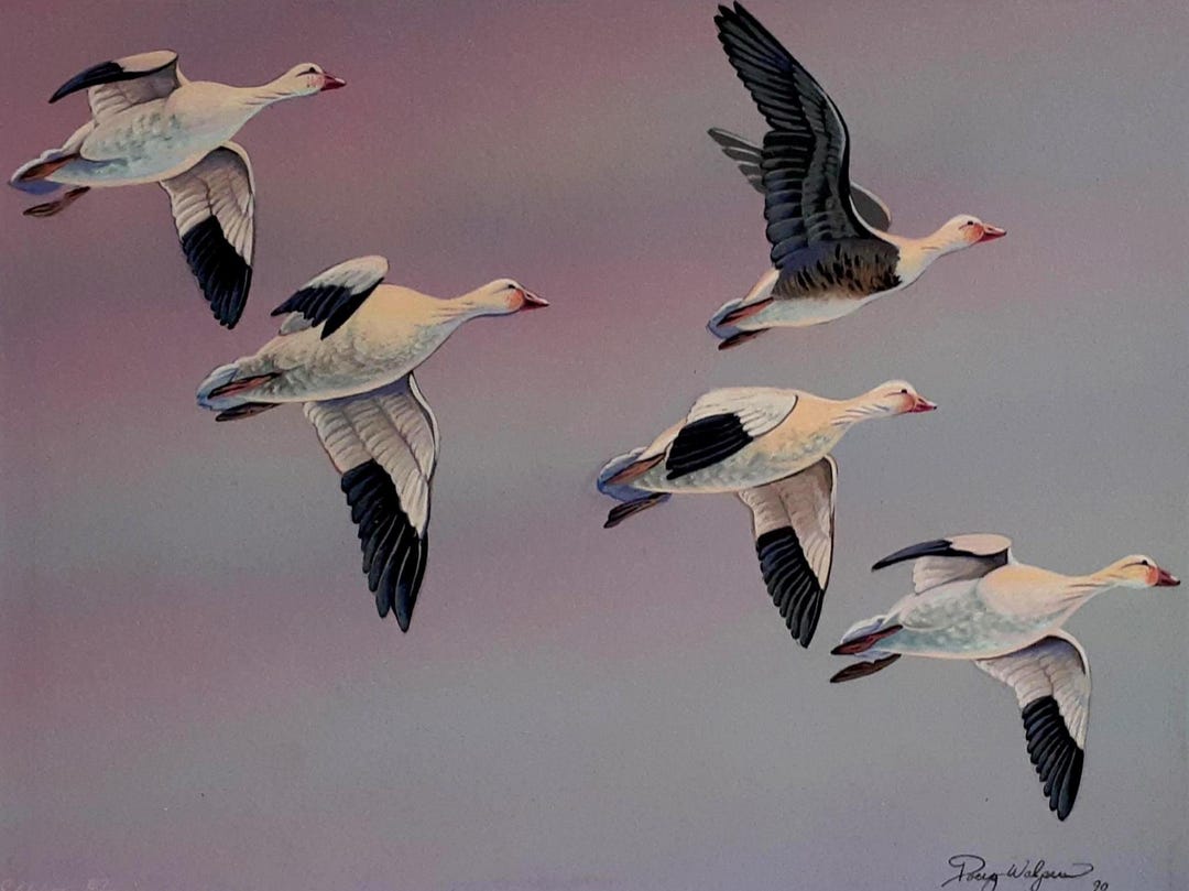 Original Snow Geese Painting Snows and Blues Acrylic Unframed 11 X 14 ...