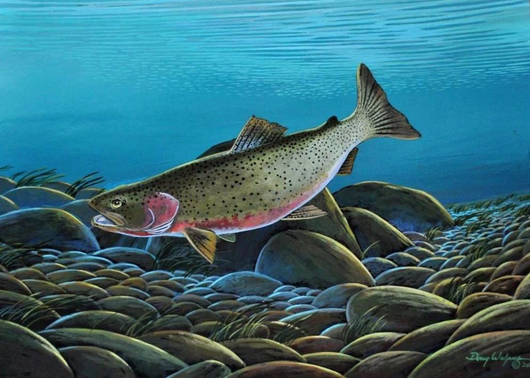 Cutthroat Trout Original Painting Watercolor 11 X 14 Unframed - Etsy