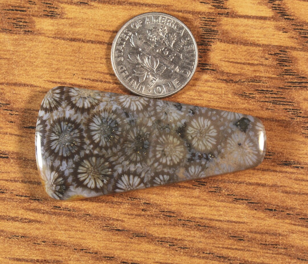 Fossil Coral With Pyrite Long Design Cabochon for Jewelry or Collection ...
