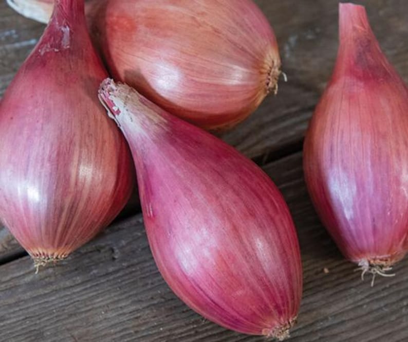 Davidor Shallot Seeds – Rare Pink Copper Gourmet Garden Variety (30–40 ...