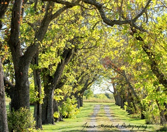 Tree Canopy - Etsy