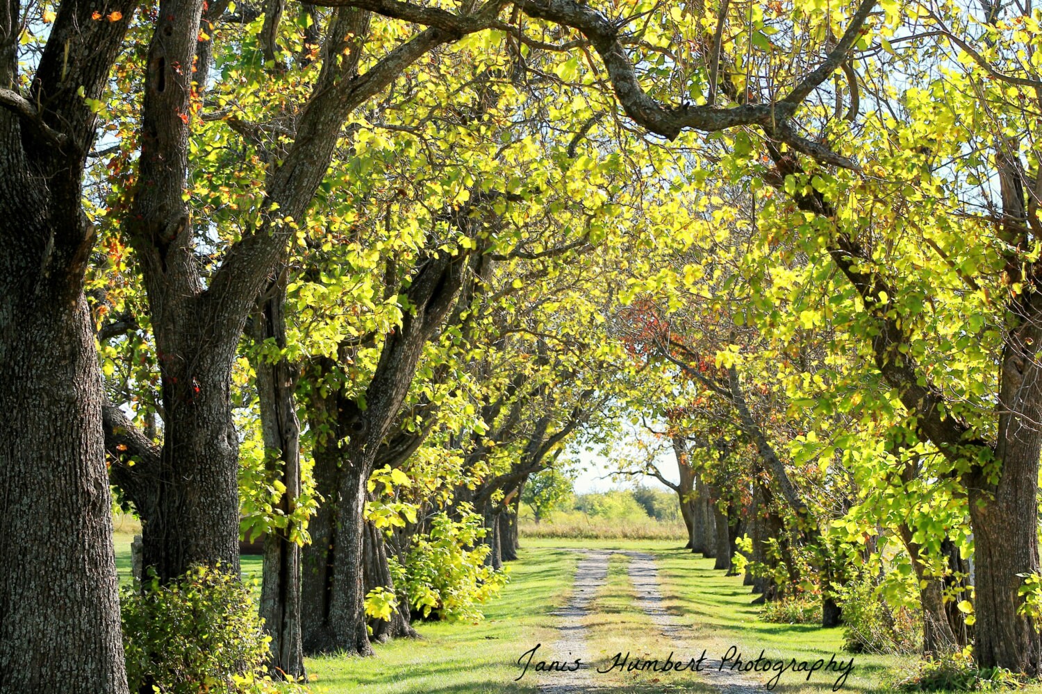 Beautiful Canopy Trees