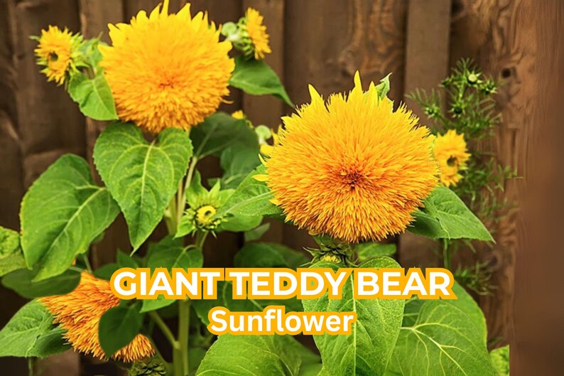 Tall Teddy Bear Sunflower Seeds: Fluffy Yellow Blooms, Pollinator ...