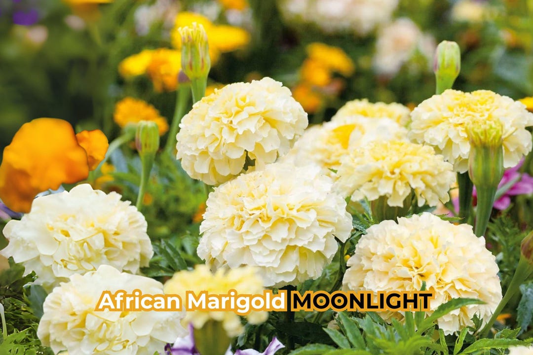 Moonlight African Marigold Seeds: Pale Yellow Double Blooms, Non-gmo - Etsy