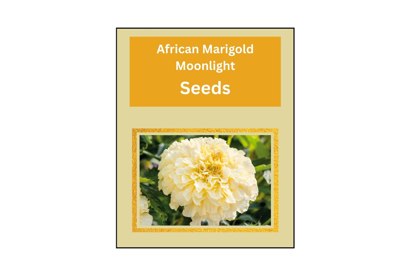 Moonlight African Marigold Seeds: Pale Yellow Double Blooms, Non-gmo - Etsy