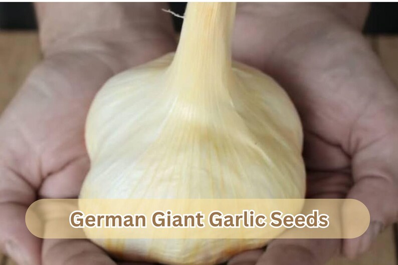 100 German Giant Garlic Seeds – Organic Heirloom Clumping Garlic, Easy ...
