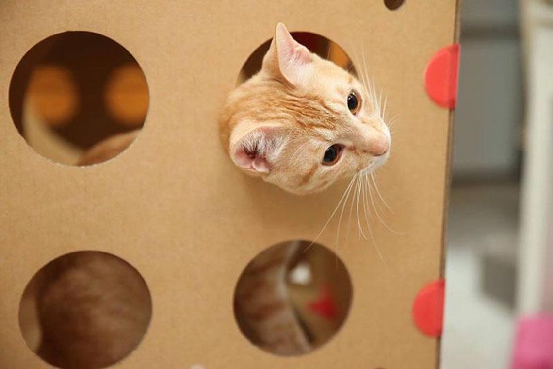 Modular Cat House DIY PDF File, Cat House Digital Download Files With ...