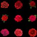 Red Rose Kiss-cut Stickers: Floral Scrapbooking, Card Making - 9 Pack ...