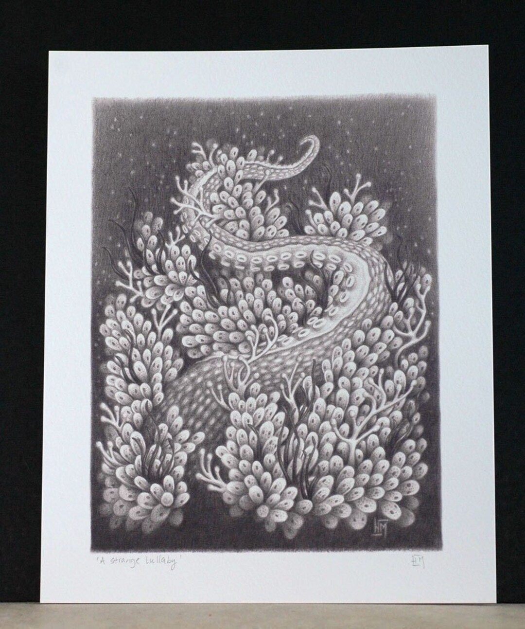 Graphite Octopus 8x10 Giclee Art Print, Octopus Art, Octopus Drawing - Etsy