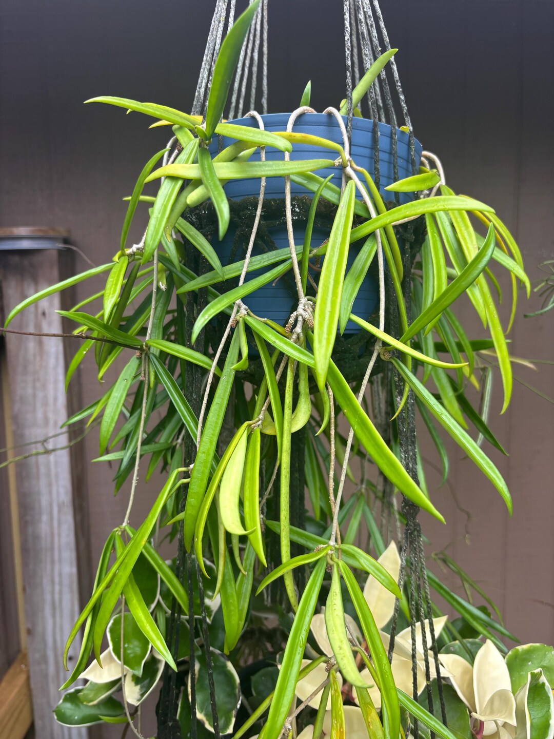 Hoya String Bean Cutting (hoya Sheperdii) Rooted or Unrooted Options - Etsy