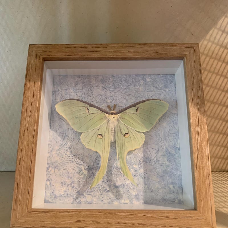 Luna Moth - Etsy