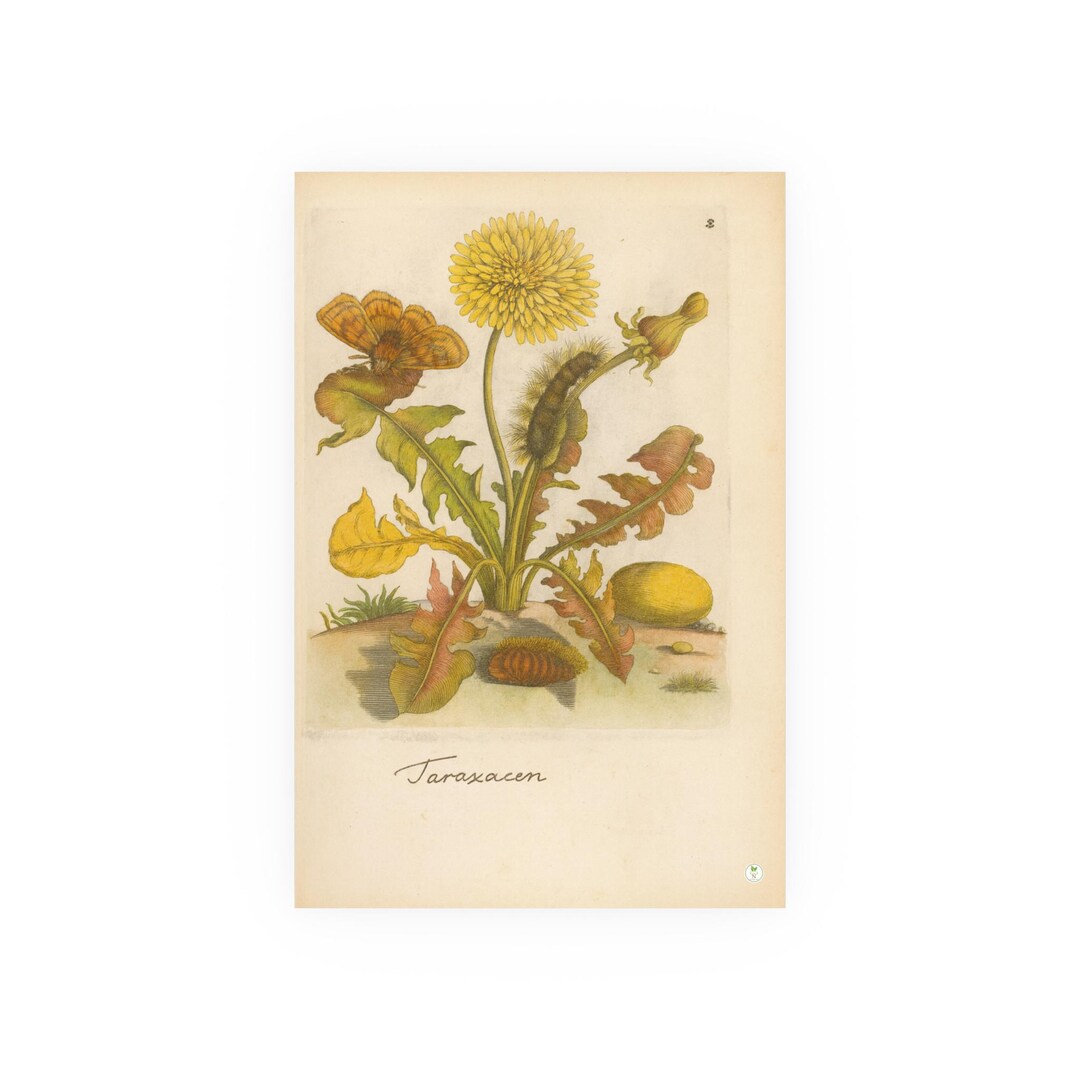 Taraxacum (common Dandelion) With Woolly Bear Caterpillar and Moth ...