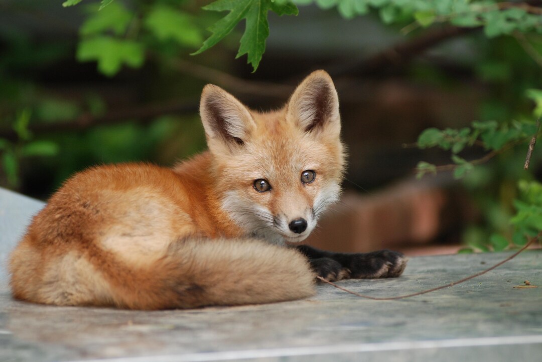 Missouri Red Fox Original Photography, Ozarks Nature and Wildlife. 8X10 ...