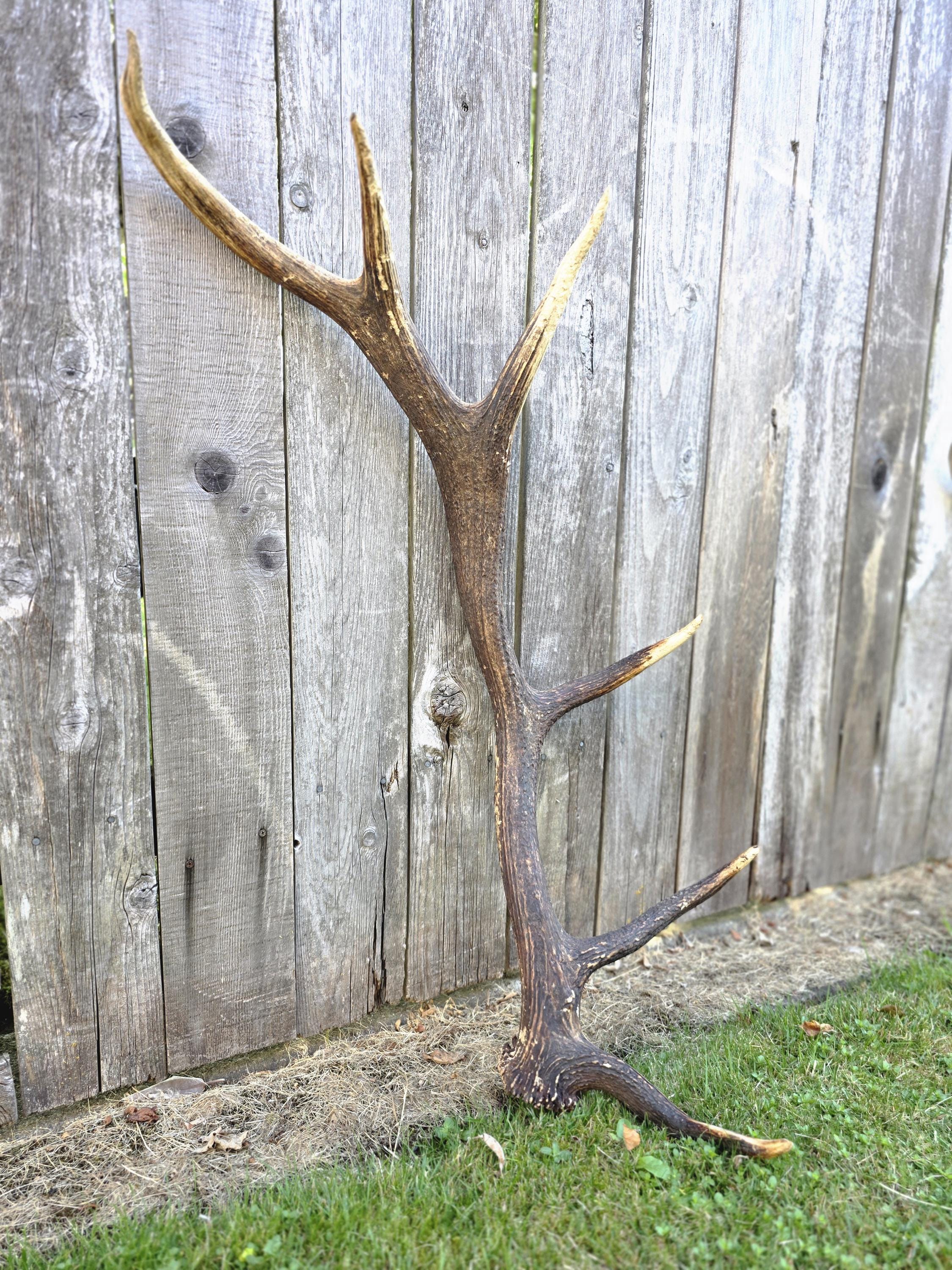 Large Naturally Shed Elk Antler – Rustic Home Decor | Western Cabin ...