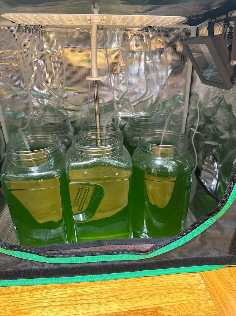 Live Green Water Culture Starter Kit – Fish Fry & Microfauna Food - Etsy