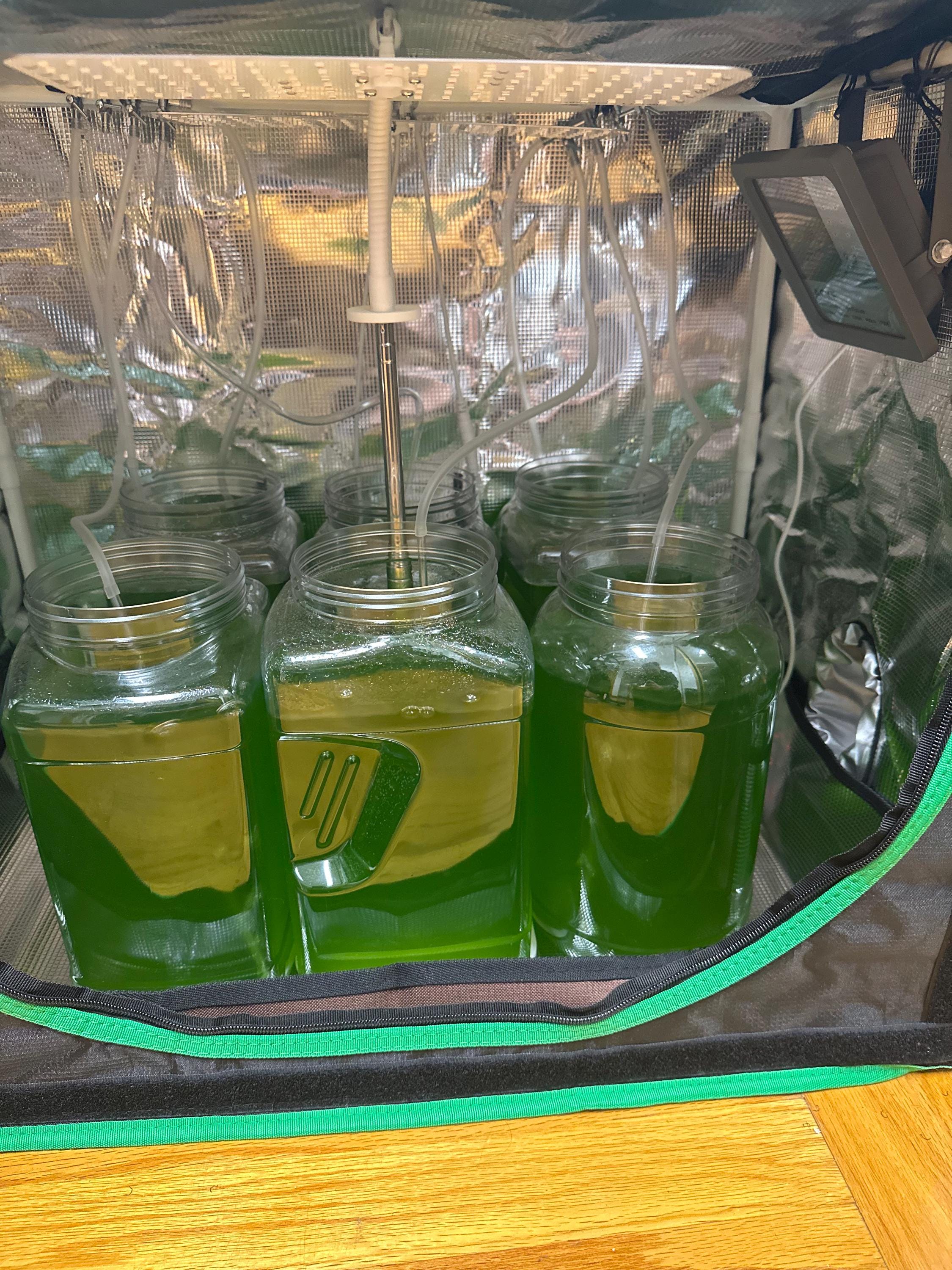 Half Gallon (64oz) Live Chlorella Culture Green Water – for Daphnia ...
