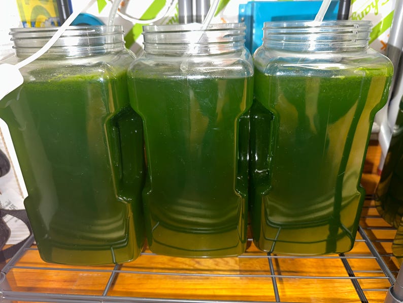 Live Green Water Culture Starter Kit – Fish Fry & Microfauna Food - Etsy