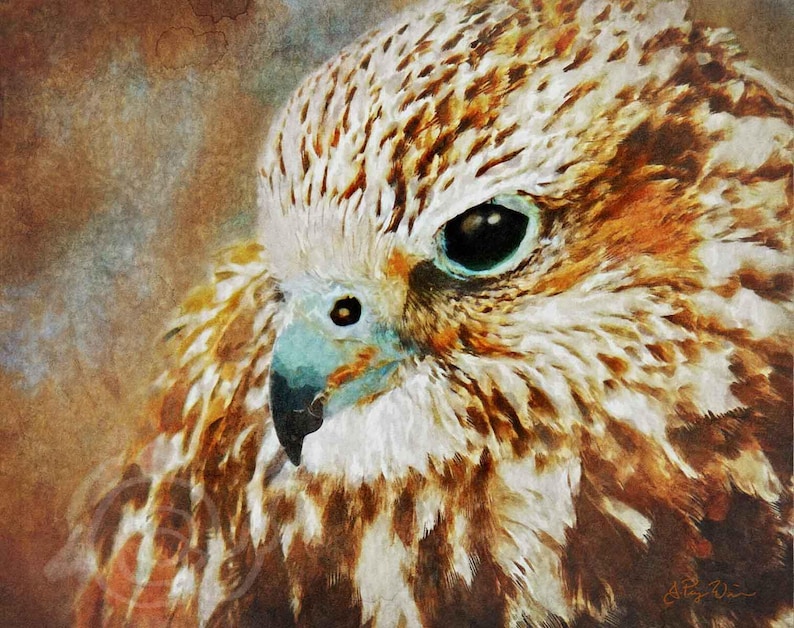 Hawk Portrait, Raptor Wall Art Print, Bird of Prey Painting - Etsy