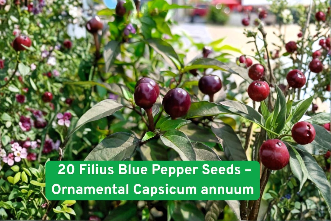 20 Filius Blue Pepper Seeds: Ornamental Chili, Colorful Fruits - Etsy