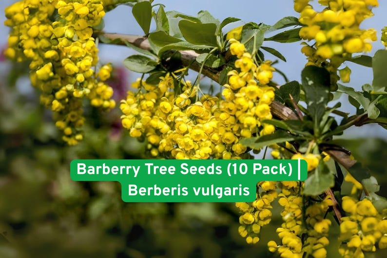 Barberry Tree Seeds: Berberis Vulgaris, Edible Red Berries (10 Pack ...