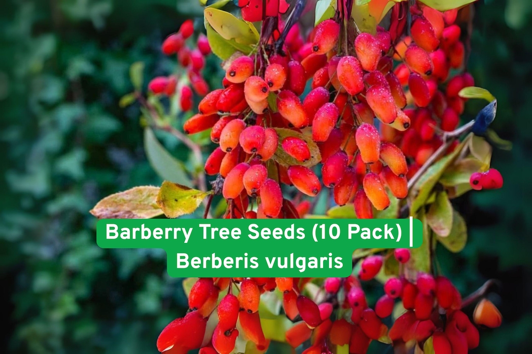 Barberry Tree Seeds: Berberis Vulgaris, Edible Red Berries (10 Seeds ...