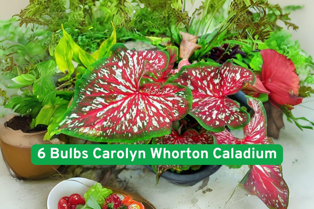 6 Carolyn Whorton Caladium Bulbs – Bright Pink and Green Foliage ...