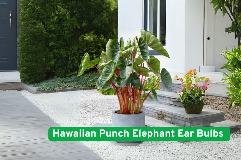 Hawaiian Punch Elephant Ear Bulbs – Bold Red Veins – Colocasia ...