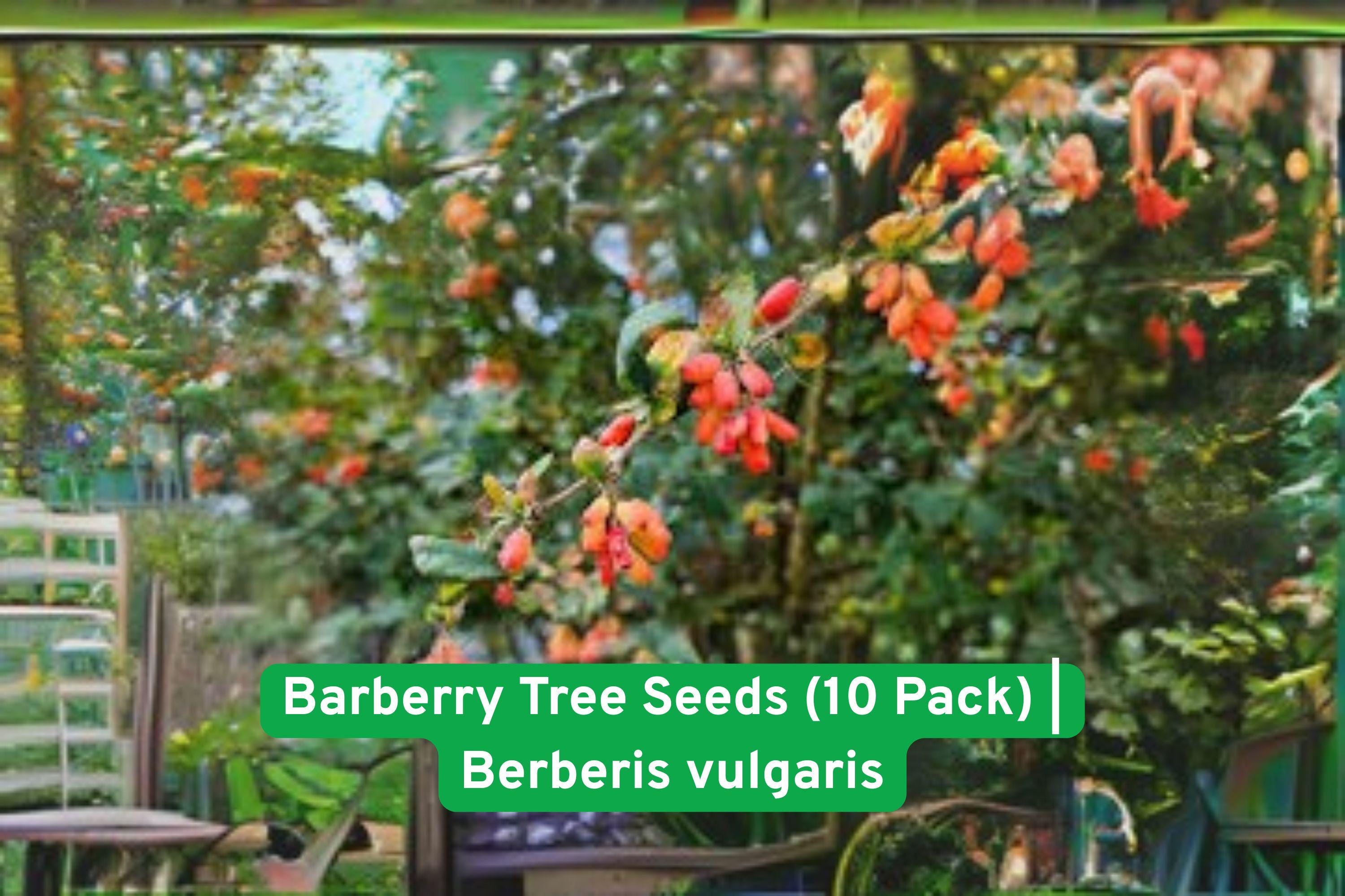 Barberry Tree Seeds: Berberis Vulgaris, Edible Red Berries (10 Seeds ...