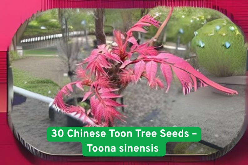 30 Chinese Toon Tree Seeds – Toona Sinensis – Rare Pink Leaves – Easy ...