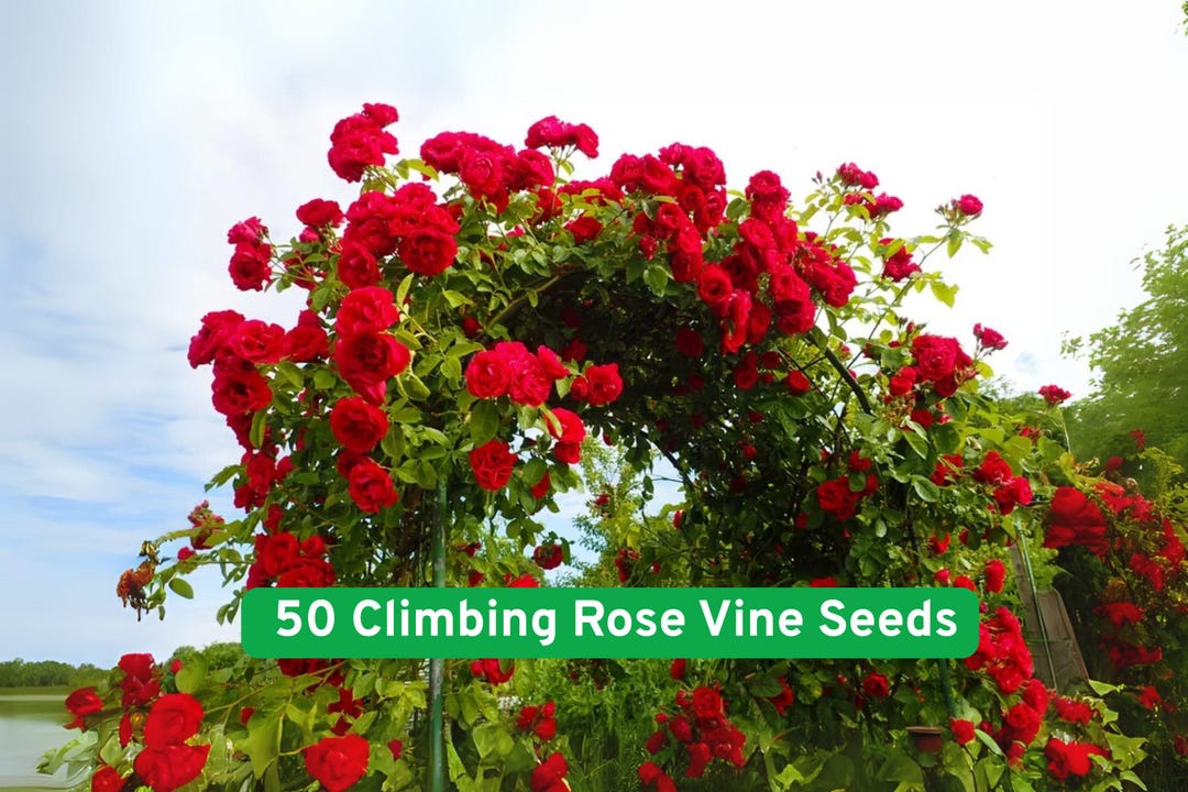 50 Climbing Rose Vine Seeds – Easy to Grow – Gorgeous Vining Blooms ...