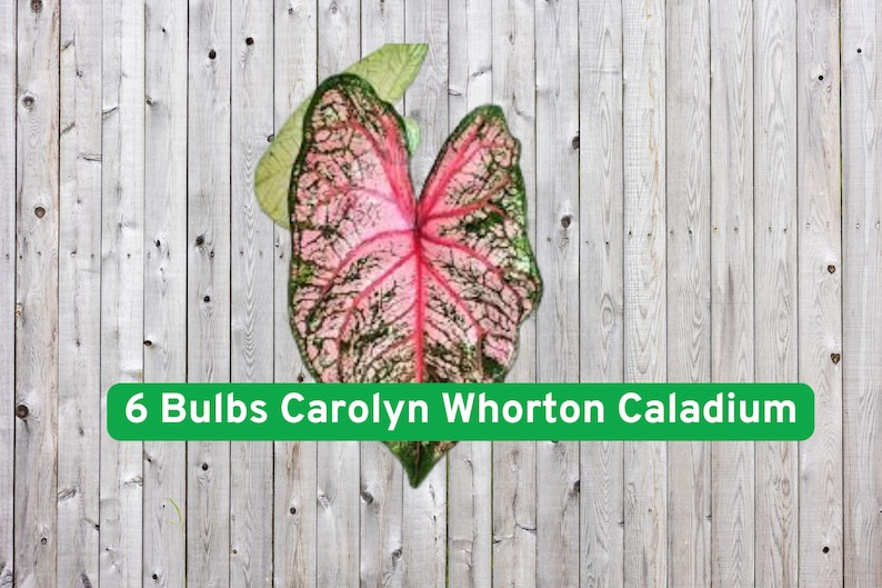 6 Carolyn Whorton Caladium Bulbs – Bright Pink and Green Foliage ...