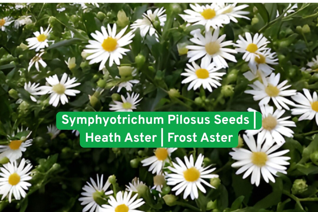Symphyotrichum Pilosus Seeds | Heath Aster | Frost Aster - Etsy