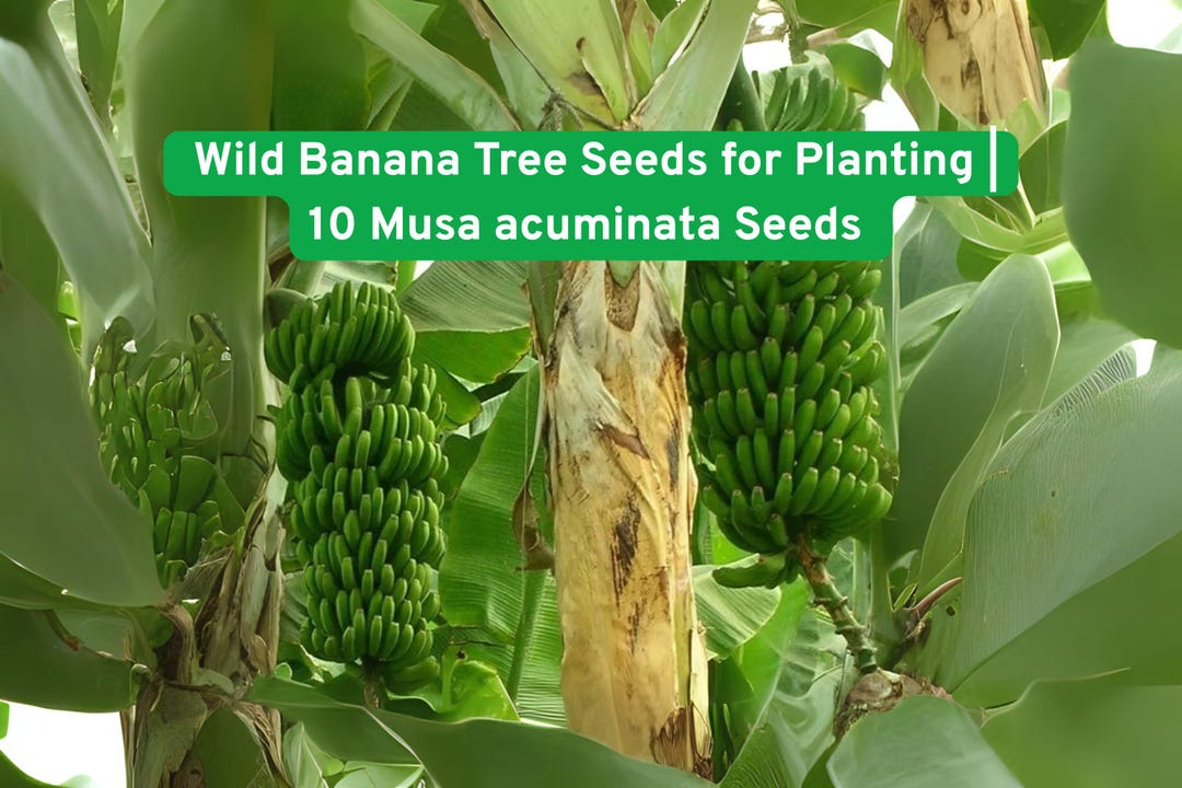 Musa Acuminata Seeds: Wild Banana Tree - Tropical Ornamental Plant - Etsy
