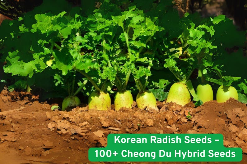 Korean Radish Seeds – 100+ Cheong Du Hybrid Seeds – Green Shoulder ...