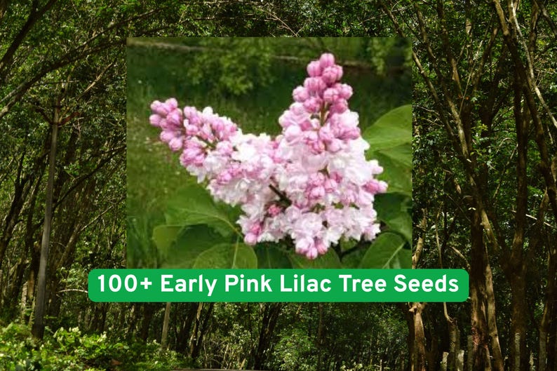 100+ Early Pink Lilac Tree Seeds – Fragrant Blooms – Easy to Grow ...