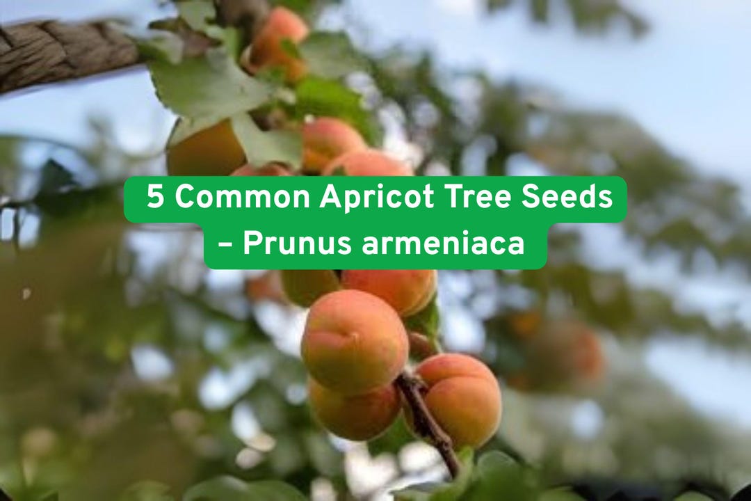 5 Common Apricot Tree Seeds: White Pink Blossoms, Hardy Zones 5-9 - Etsy