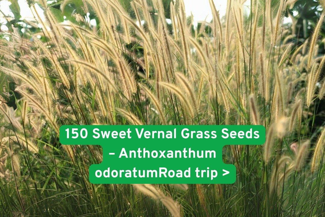 Sweet Vernal Grass Seeds: Fragrant Vanilla Ornamental Grass - Etsy