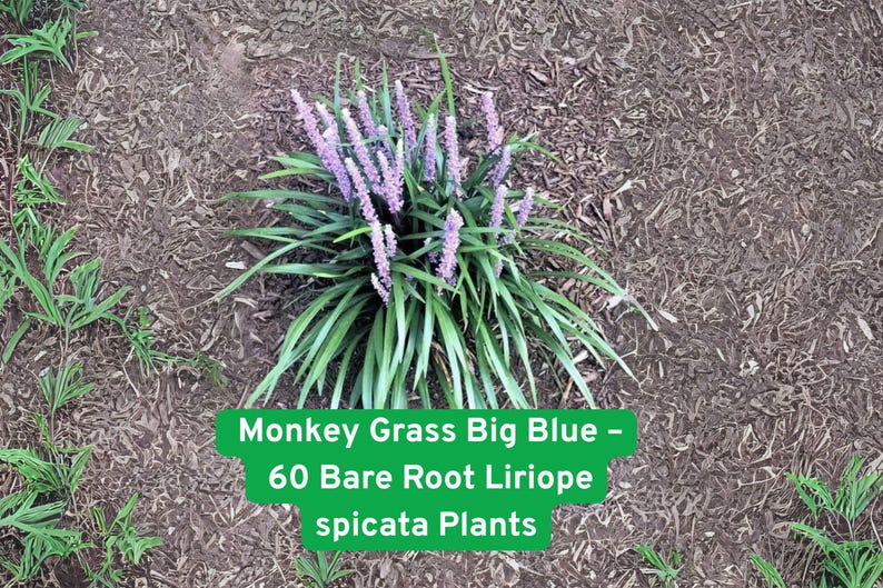 60 Big Blue Monkey Grass Plants: Clumping Liriope Spicata Ground Cover ...