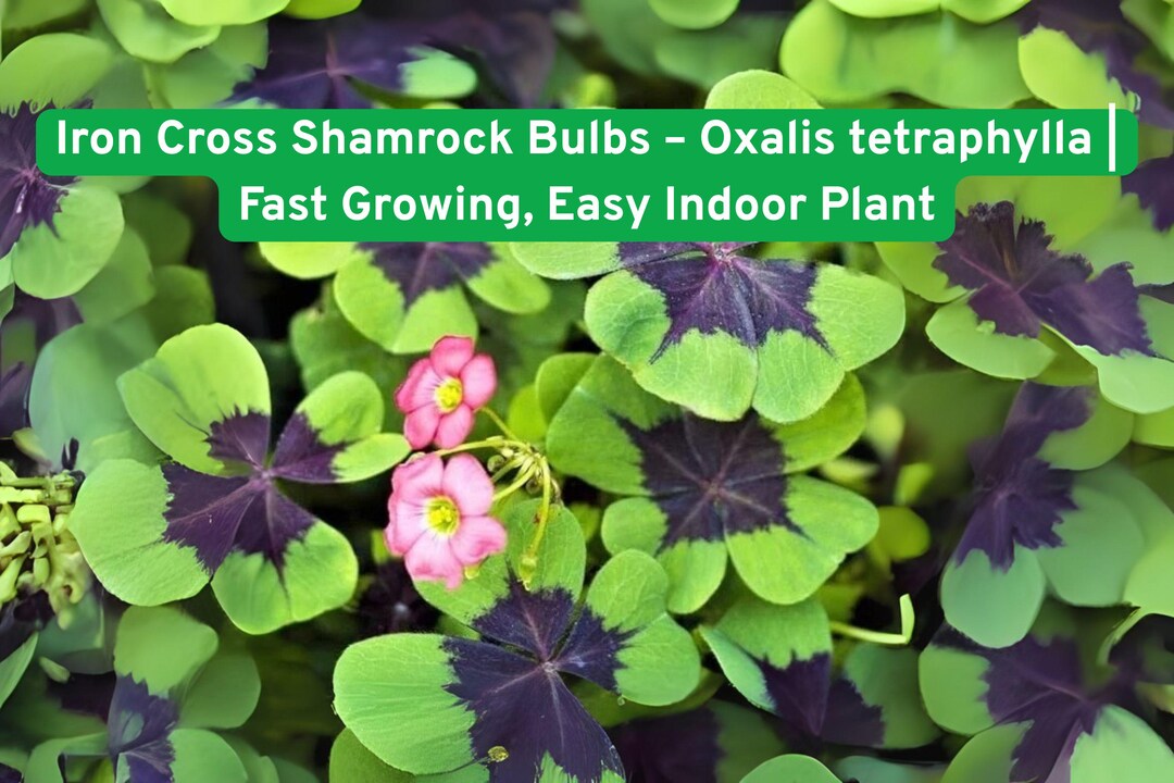 Iron Cross Shamrock Bulbs: Oxalis Tetraphylla - Easy Indoor Plant - Etsy
