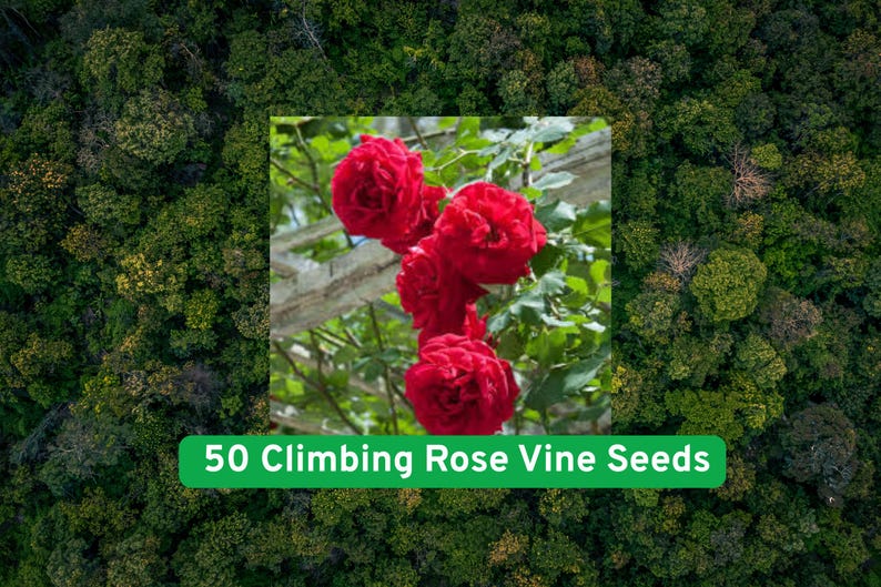 50 Climbing Rose Vine Seeds – Easy to Grow – Gorgeous Vining Blooms ...