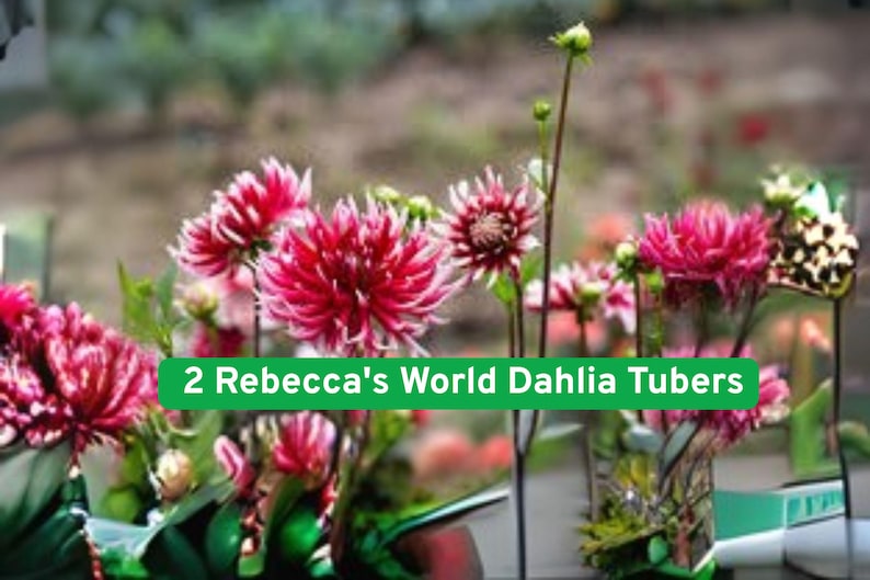 Rebecca's World Dahlia Tubers: Giant Red & White Perennial Flowers - Etsy