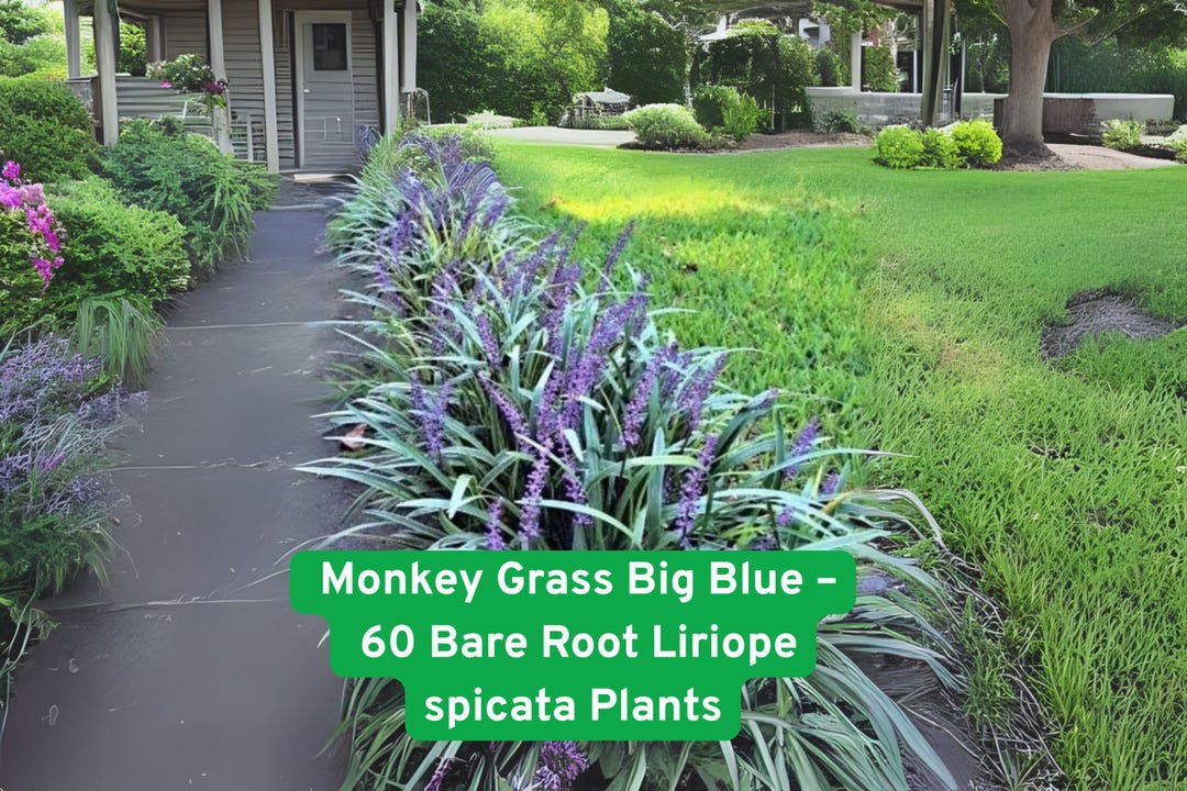 60 Big Blue Monkey Grass Plants: Clumping Liriope Spicata Ground Cover ...