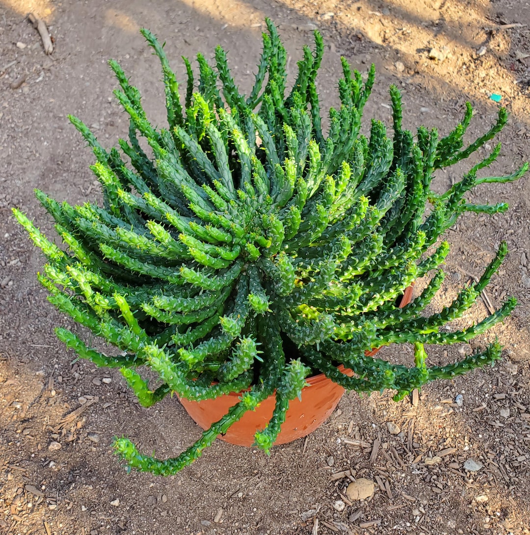 Medusa's Head Plant - Rare Succulent Plant - Etsy