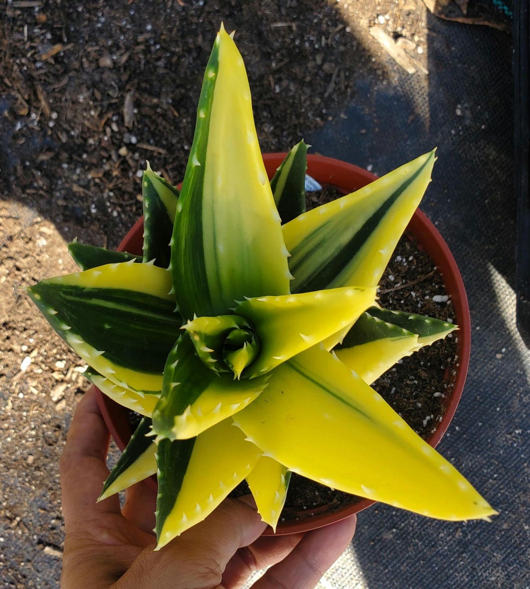 6" Golden Toothed Aloe Variegata - Rare Aloe Nobilis - Etsy