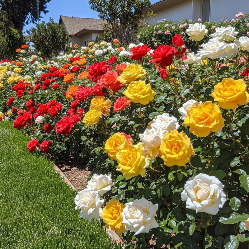 Rose Descolado - Etsy Australia