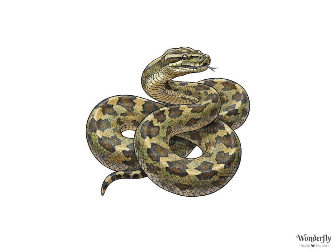 10 Reticulated Python Clipart: Realistic Pngs (digital Download) - Etsy