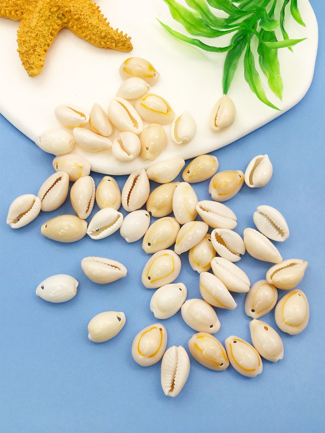 30g Natural Seashells/craft Seashells, Shells for Art, Bulk Seashells ...