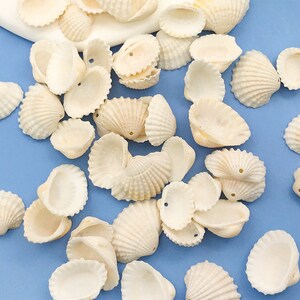 50pcs Natural Seashells/craft Seashells, Shells for Art, Bulk Seashells ...